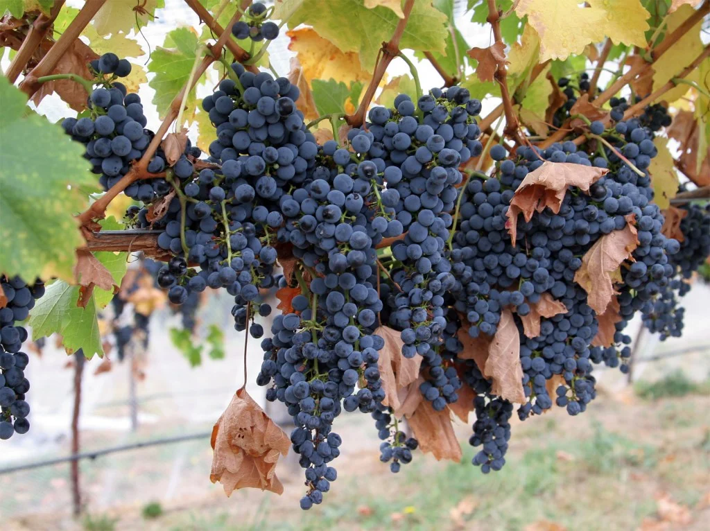 Control del pH en Uvas para una Cosecha de Calidad - CERTIMET ...